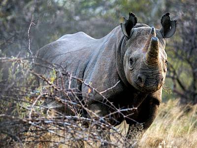 Safari in Sera Wildlife conservancy